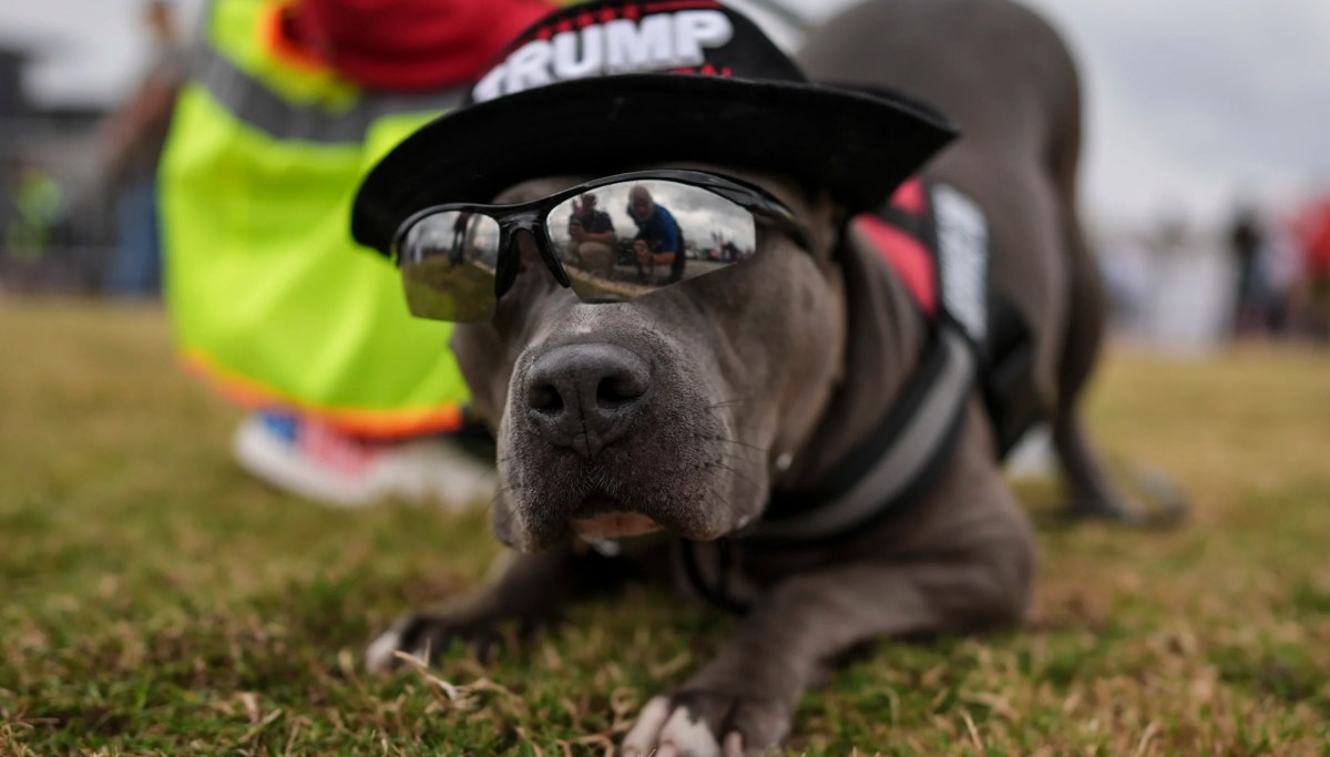 Trump cheered as the best friend of animals after research grants nixed ...